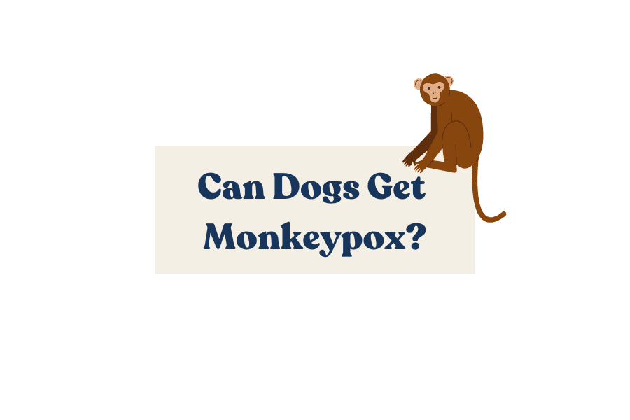 Can Dogs Get Monkeypox? Keep your pets safe from monkeypox – Sniff & Bark