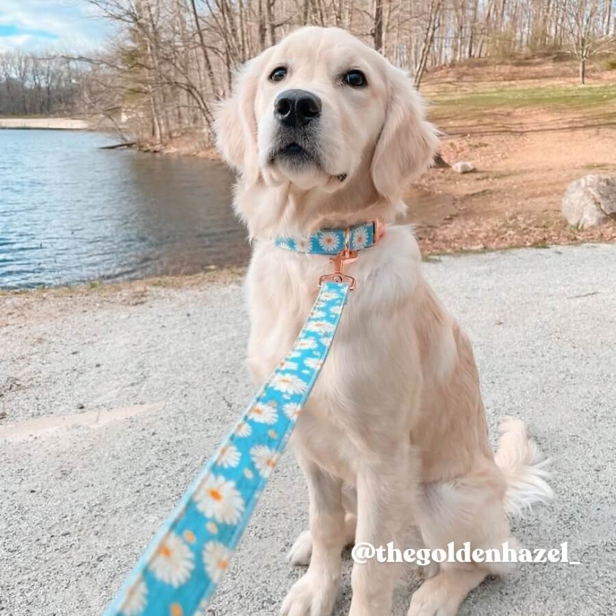 Cute & Safe Heavy Duty Dog Leash with Secure Hook. Adorable Designs ...